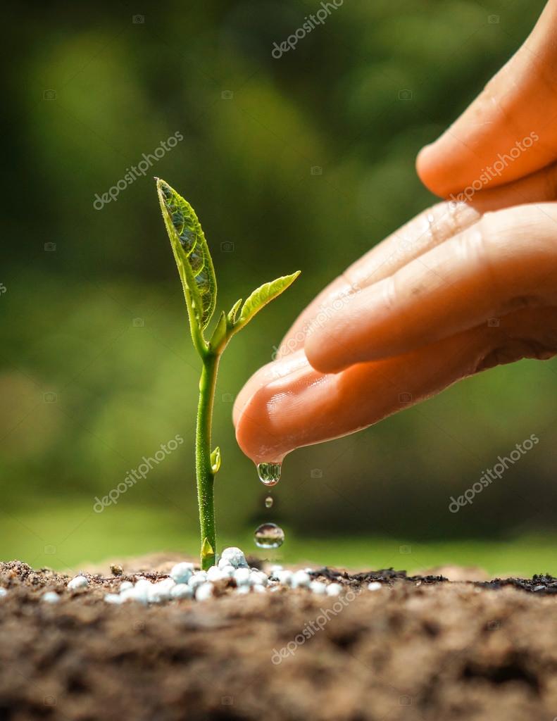Hand nurturing and watering a young plant — Stock Photo © weerapat ...