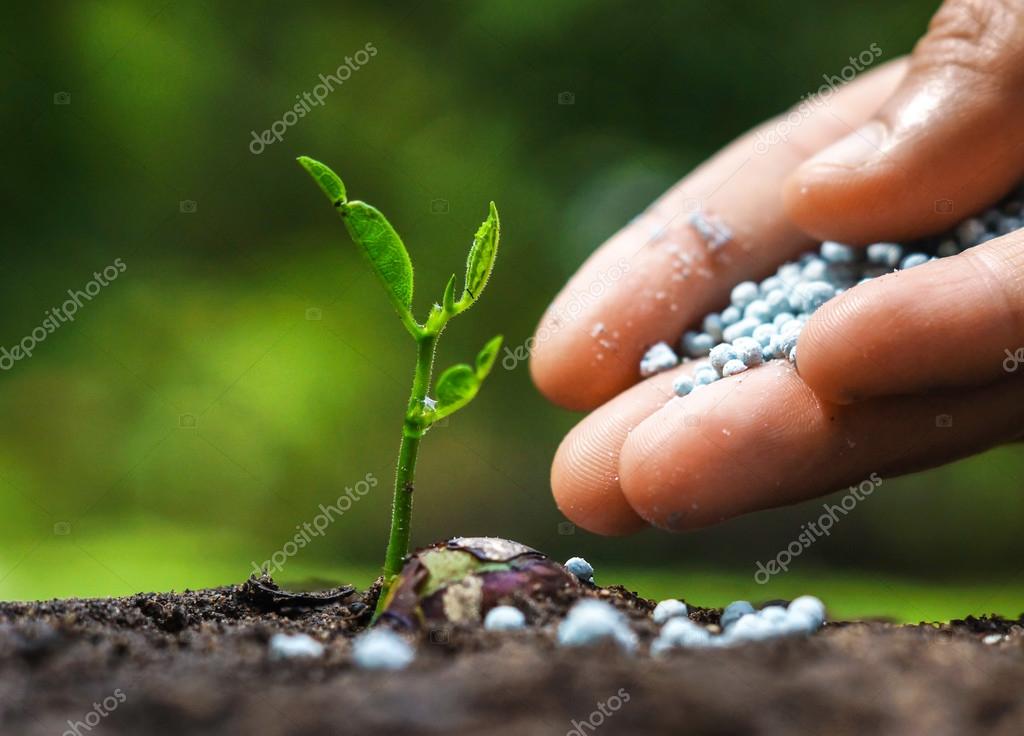 Fertilizer to plant on soil ⬇ Stock Photo, Image by © weerapat #77502398
