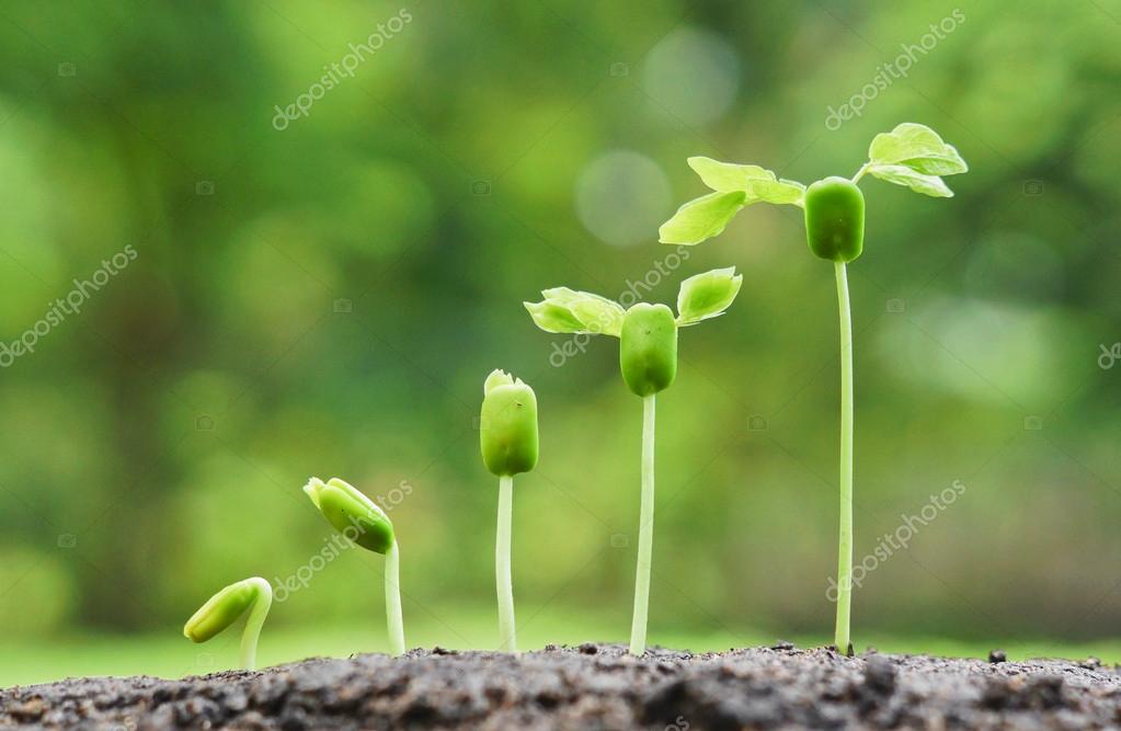Trees growing on fertile soil — Stock Photo © weerapat #77893358