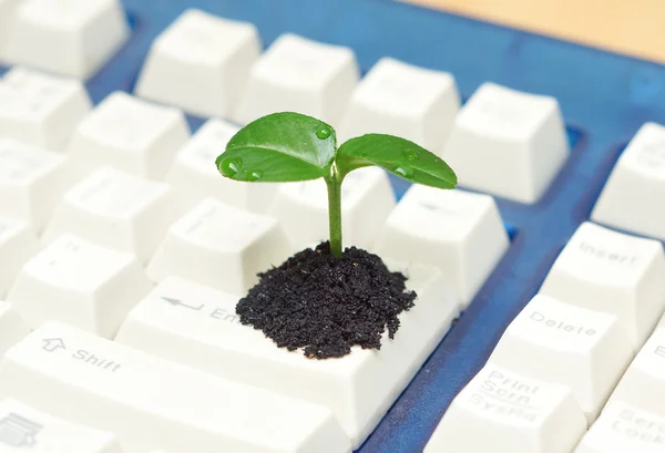 Computr seedling Stock Photos, Royalty Free Computr seedling Images ...