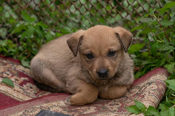 Terrier Shepherd Lab Mix