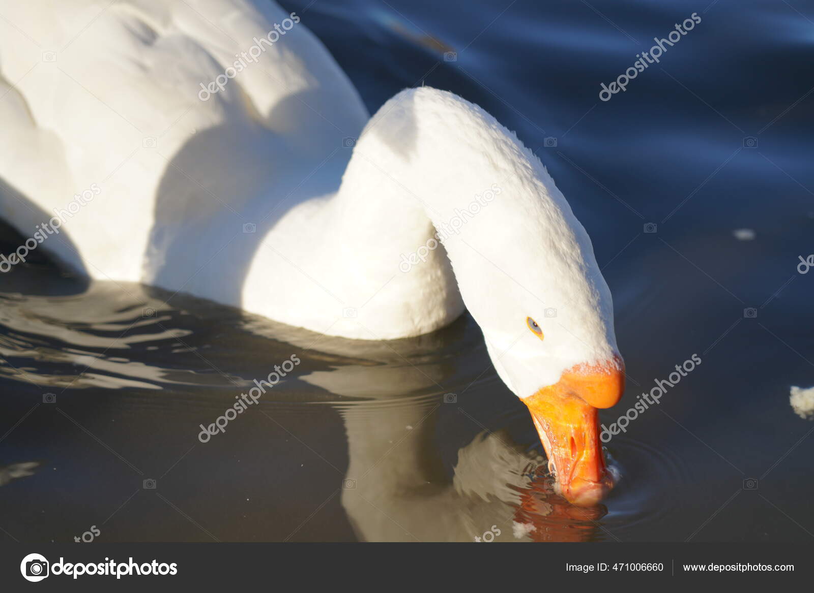 Gray White Geese Eating Bread Water — Stock Photo © Youatlas #471006660