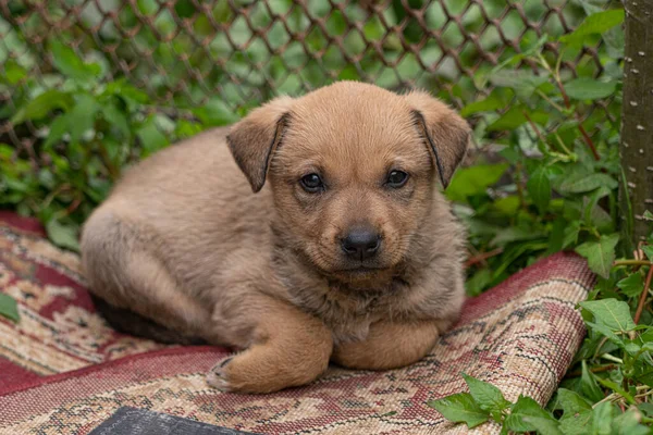 Dachshund Mix With German Shepherd