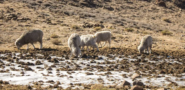 Cabra de angora fotos de stock, imágenes de Cabra de angora sin ...