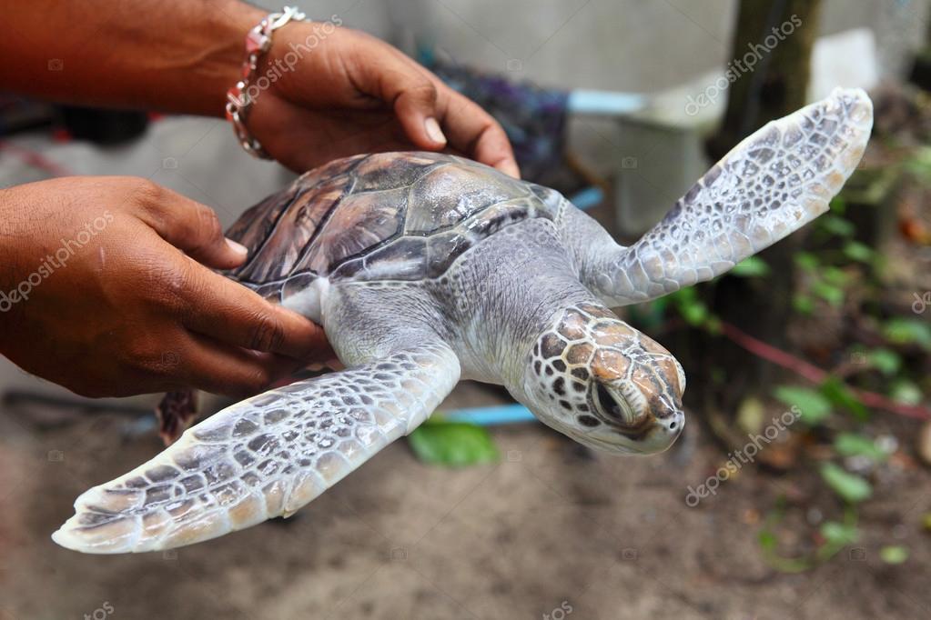 Sea turtle in hands — Stock Photo © v-strelok #103605644