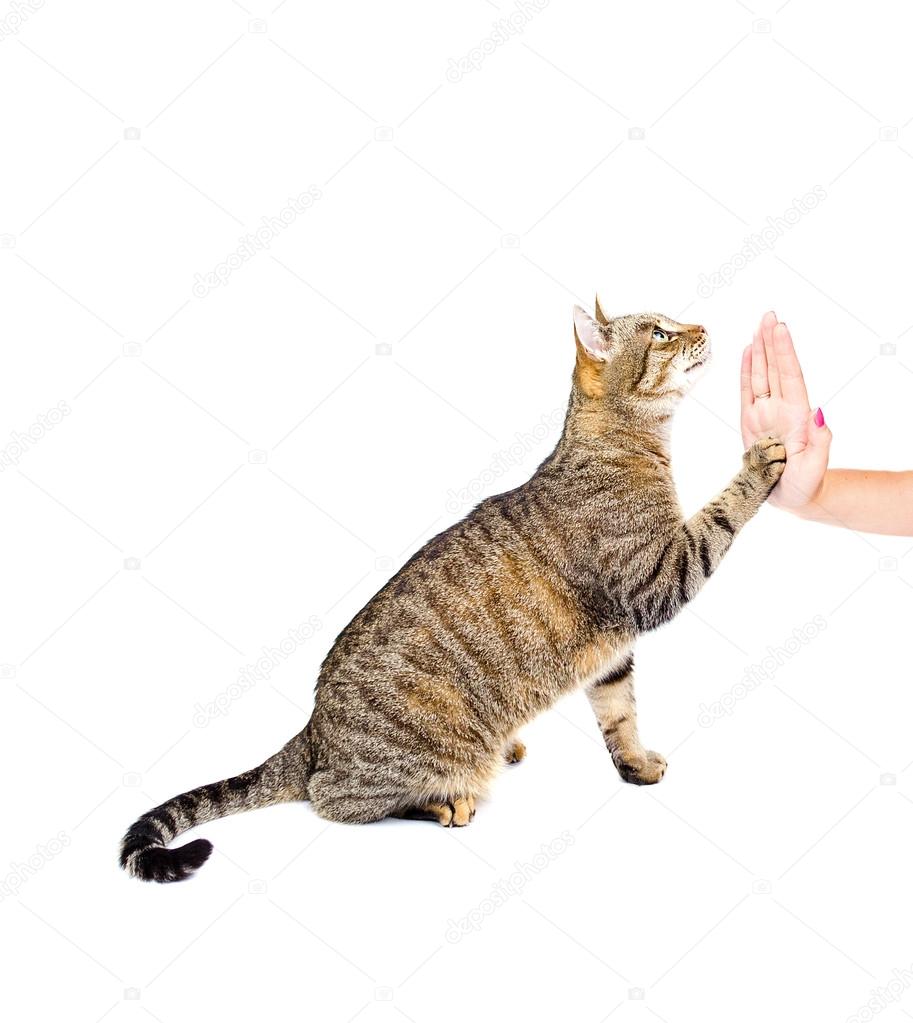 Cat High Five