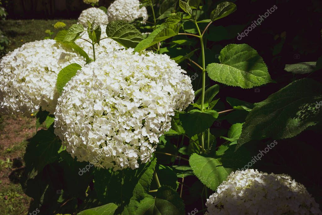Primer plano de una espléndida hortensia blanca, símbolo del amor, con ... Primer plano de una espléndida hortensia blanca, símbolo del amor, con ...