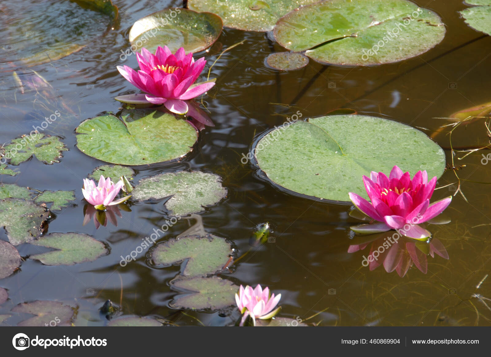 Hydrophytes Lotus