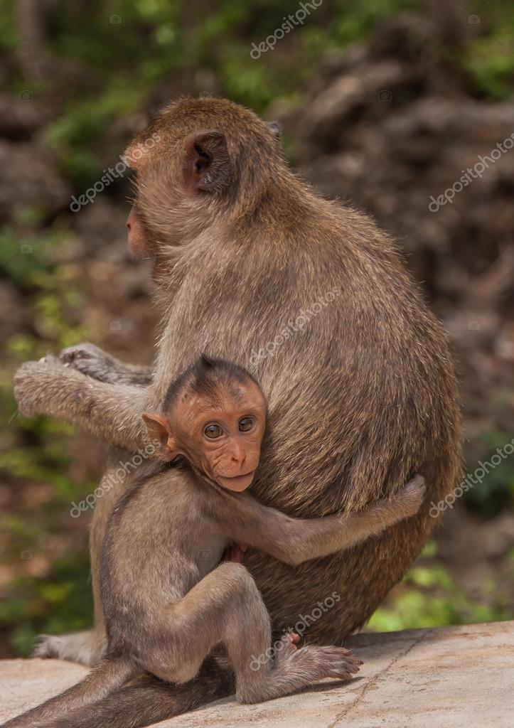 Little baby monkeys hugging her mother. Stock Photo by ©sibadanpics ...