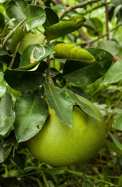 Green grapefruit growing on tree in organic farm. - Stock Image ...