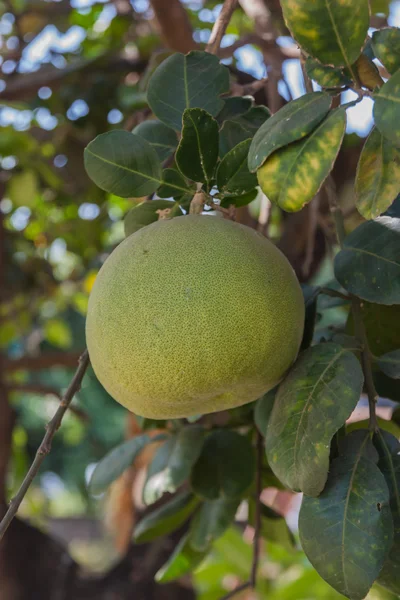 Green Grapefruit Growing On Tree In Organic Farm. - Stock Image ...