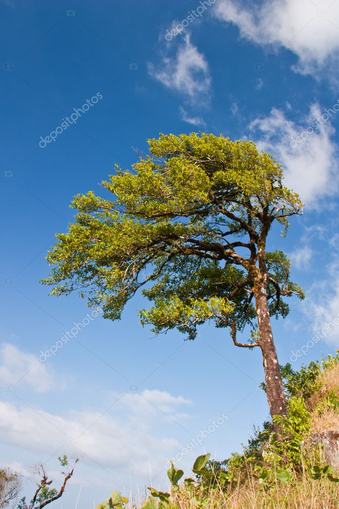 Trees on high. — Stock Photo © sibadanpics #82181132