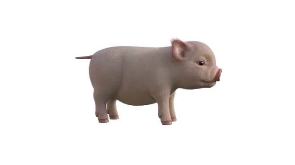 Piglet icon Stock Photos, Royalty Free Piglet icon Images | Depositphotos