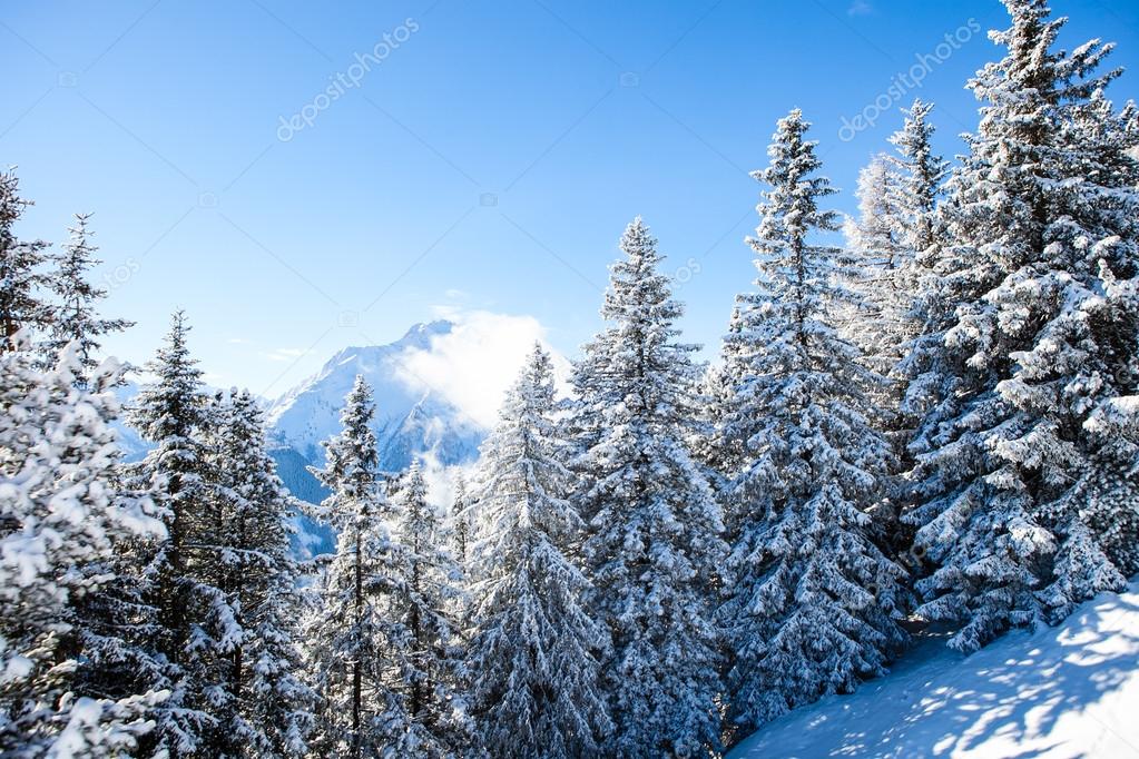 Pictures: winter pine tree | Snowy pine trees on a winter landscape ...