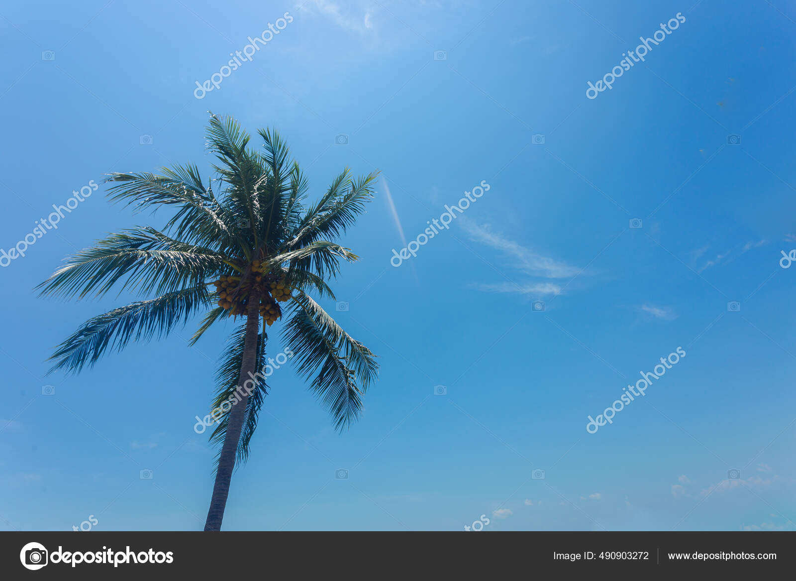 Coconut Tree Blue Sky Less Cloud Background Light More Contrast — Stock ...