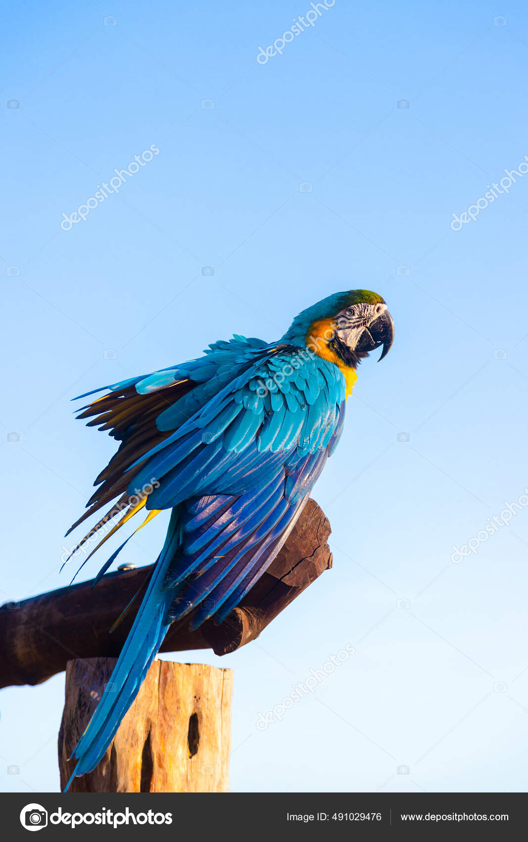 Light Blue Parrot Bird