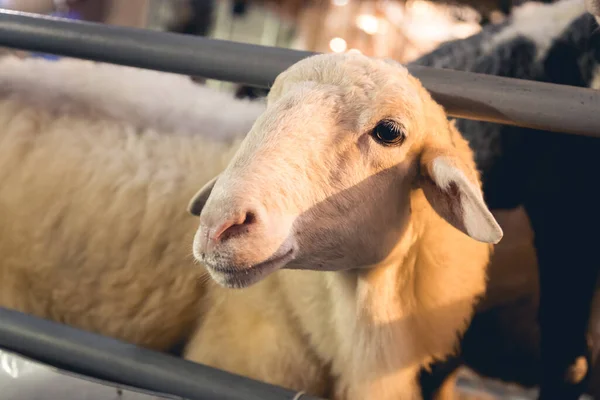 closeup on white sheep face in stables show up it head to wait for ...