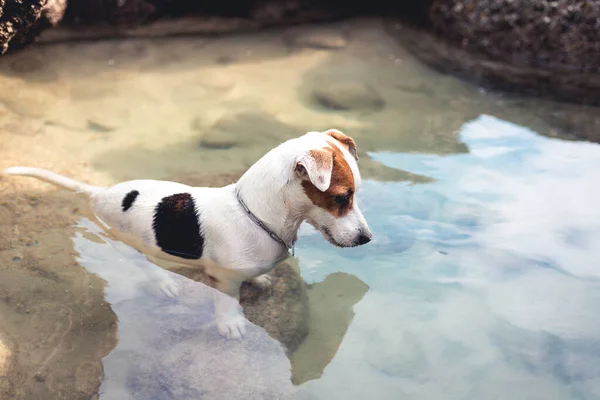 Jack Russell Terrier dog talk a walk in the puddle of the sea to ...