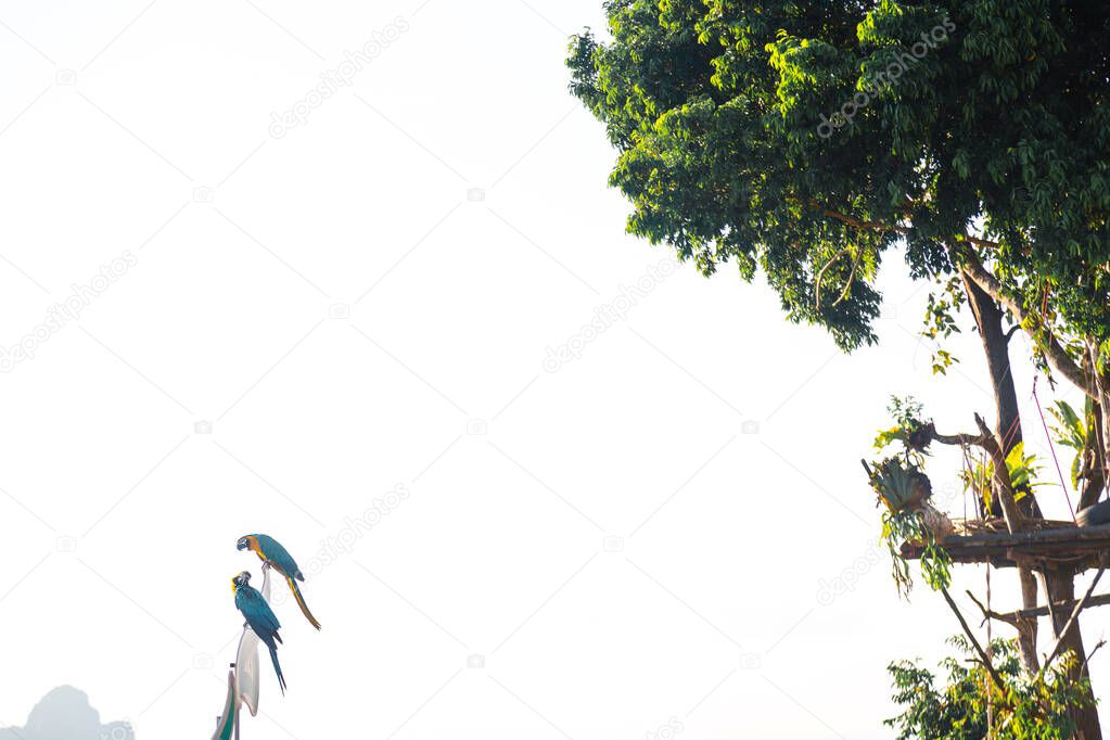 Un par de pájaro loro guacamayo amarillo azul están en el poste juntos ...