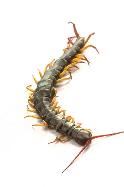 Image of dead centipedes or chilopoda isolated on white backgrou Stock ...