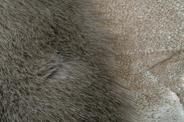 Fur structure Stock Photo by ©kaluginsergey 57814353