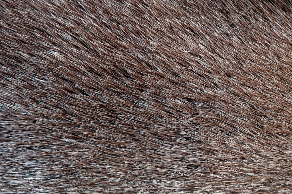 Fur structure Stock Photo by ©kaluginsergey 57814353
