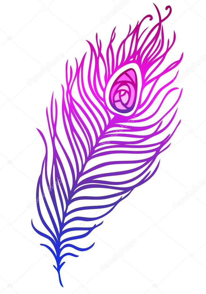 Colorful peacock feather Stock Vector Image by ©vgorbash #80388892