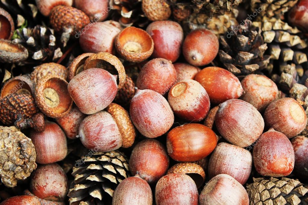 Brown acorns and cones, close up — Stock Photo © coleenphotography ...