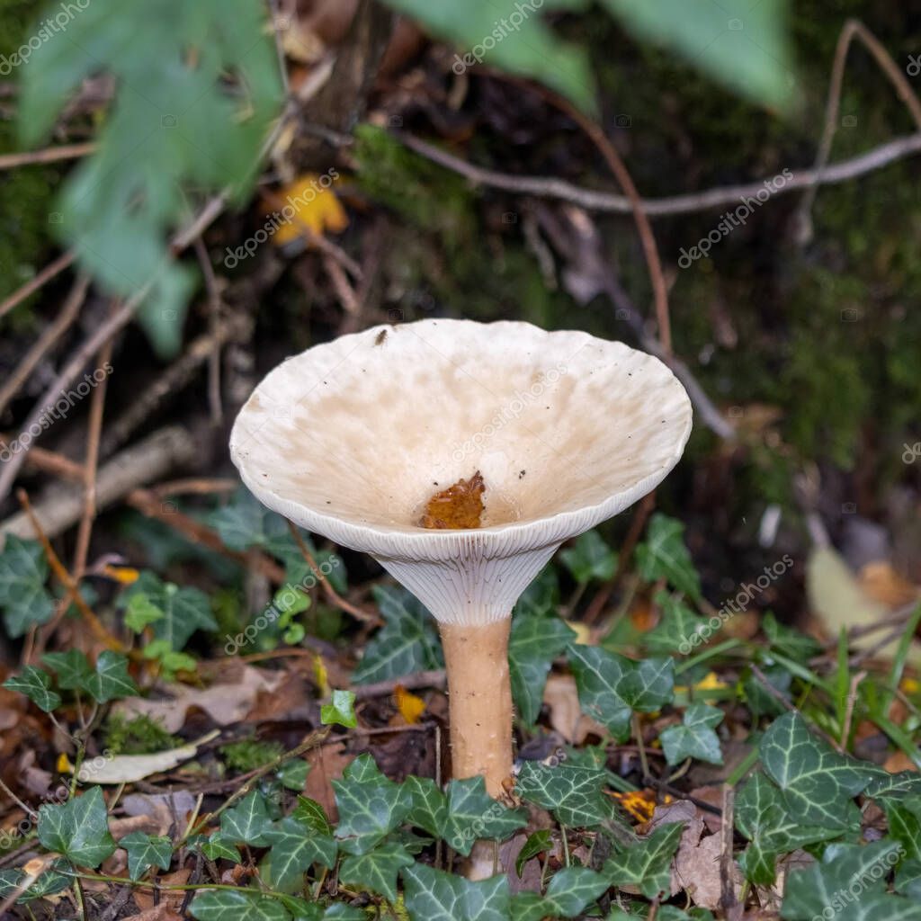 Embudo de tropa (Clitocybe geotropa) hongo de tallo largo 2023