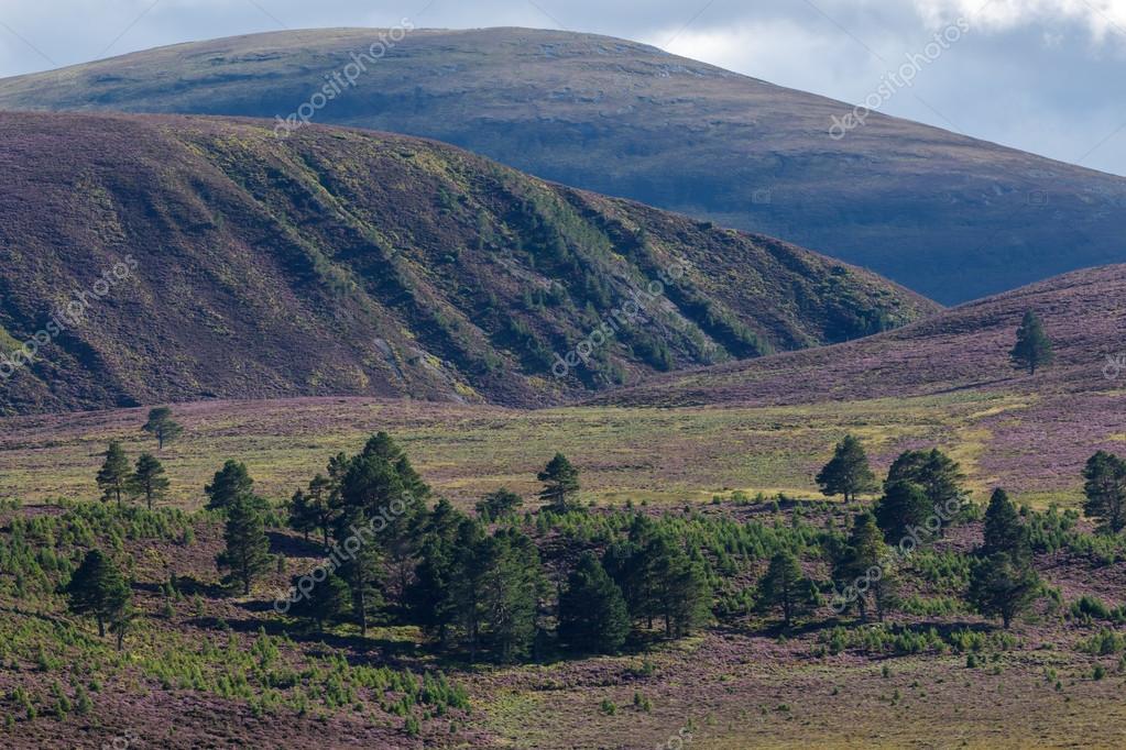 Heather on the Cairngorm Mountain Range — Stock Photo © phil_bird #85441832