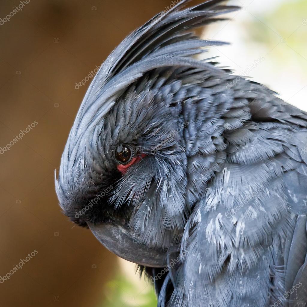 Grey Cockatoo