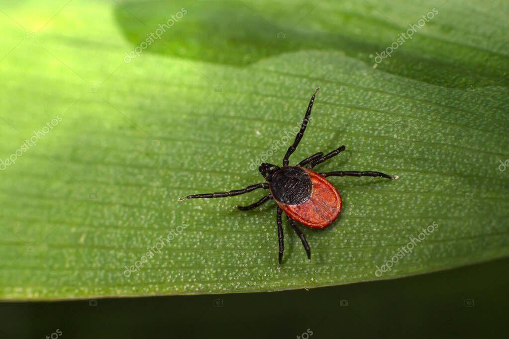 garrapata de venado (Ixodes scapularis) 2023