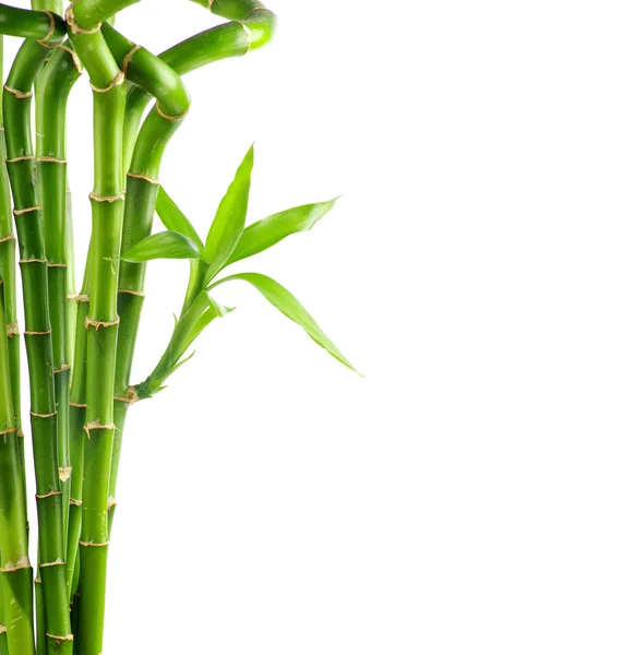Bamboo Stock Photo by ©somchaij 31430929