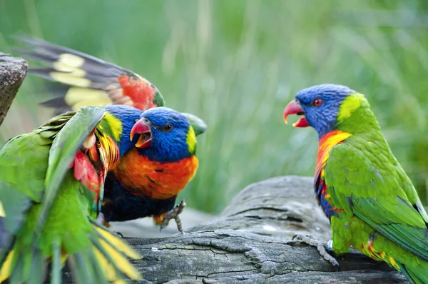 Beautiful Rainbow Lorikeet — Stock Photo © Tadeas #113964680