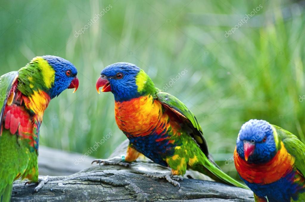 Beautiful Rainbow Lorikeet — Stock Photo © Tadeas #113964680