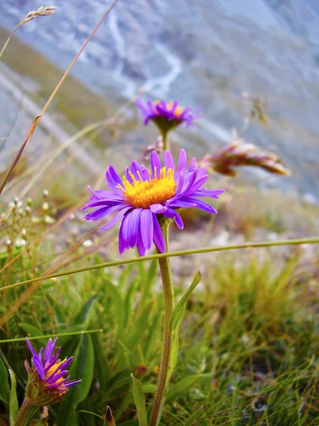 Alpen blumen Stock Photos, Royalty Free Alpen blumen Images | Depositphotos
