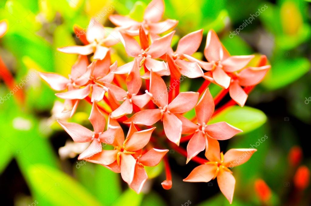 Red Jasmine Flower