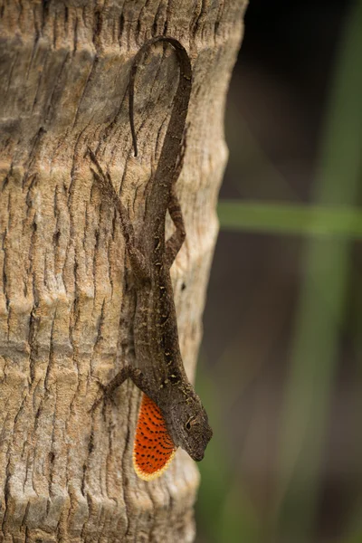 ᐈ Double chin girl stock pictures, Royalty Free double chin images ...