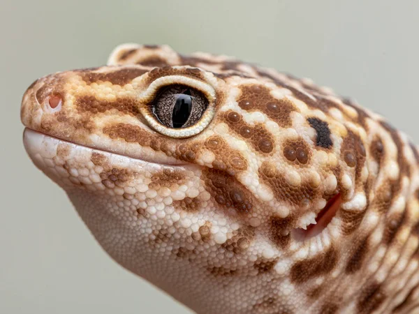 Gecko face Stock Photos, Royalty Free Gecko face Images | Depositphotos