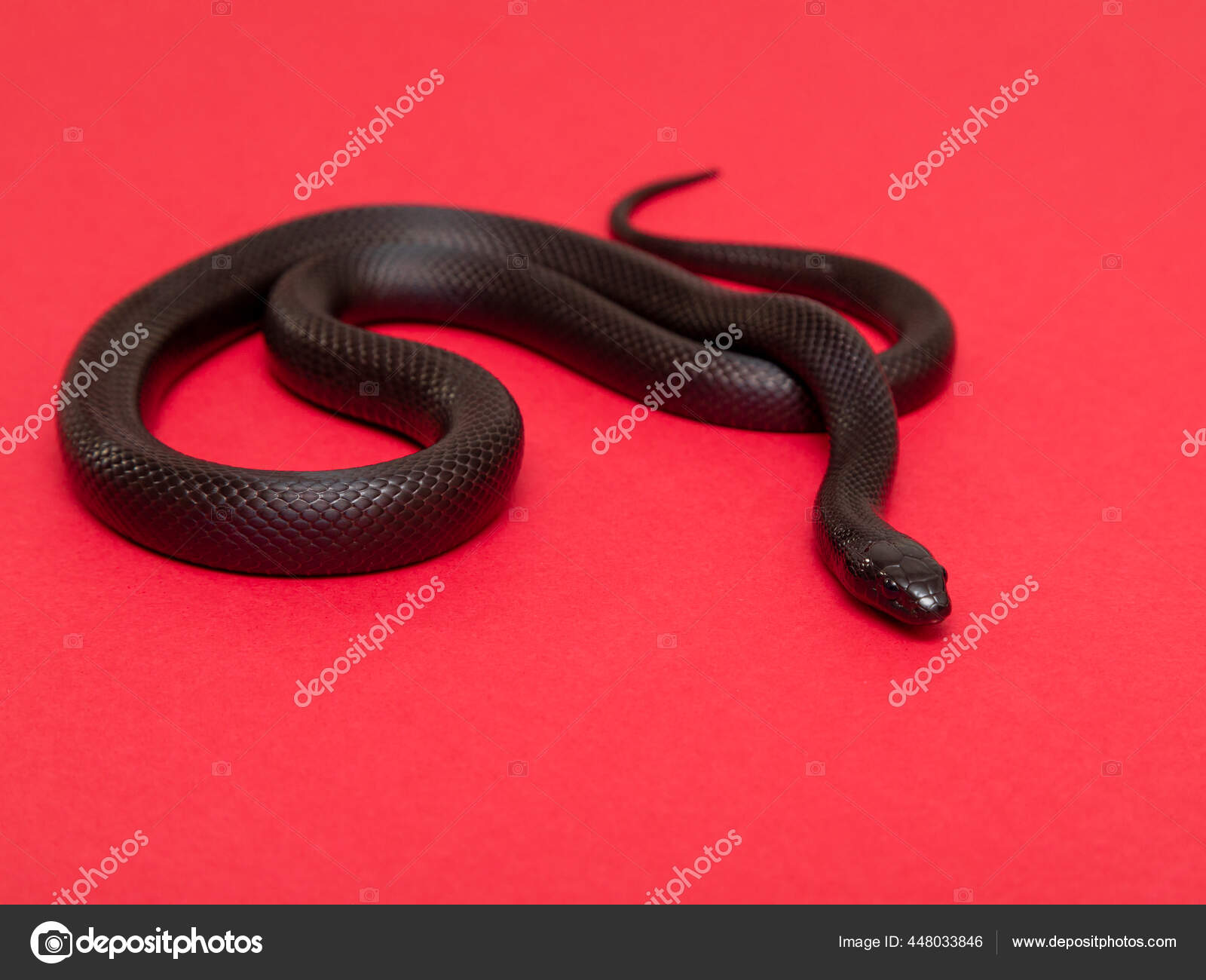 Mexican King Snake Wallpaper