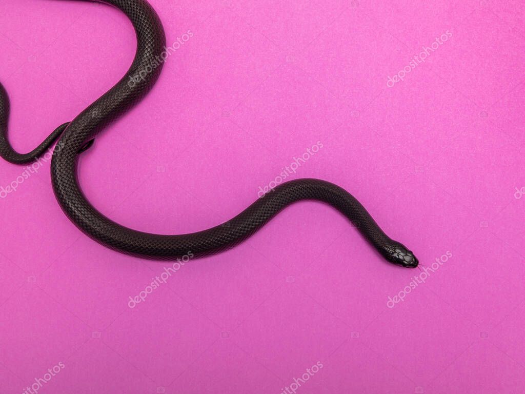 La serpiente real negra mexicana (Lampropeltis getula nigrita) es parte ...