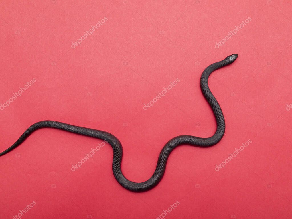 La serpiente real negra mexicana (Lampropeltis getula nigrita) es parte ...