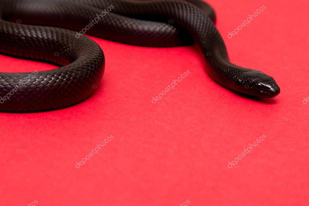 La serpiente real negra mexicana (Lampropeltis getula nigrita) es parte ...