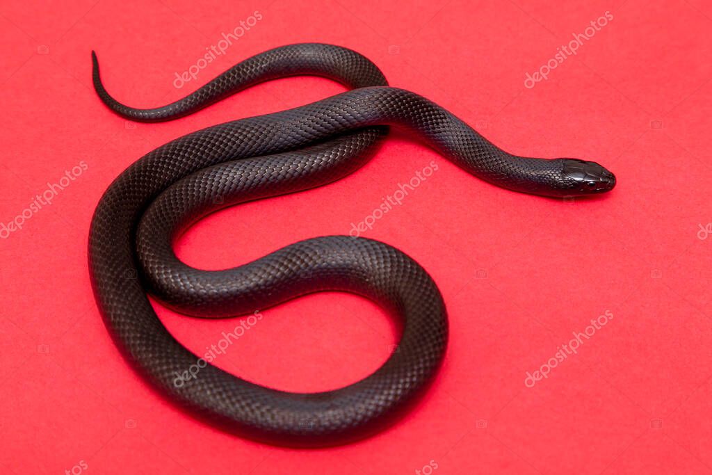 La serpiente real negra mexicana (Lampropeltis getula nigrita) es parte ...