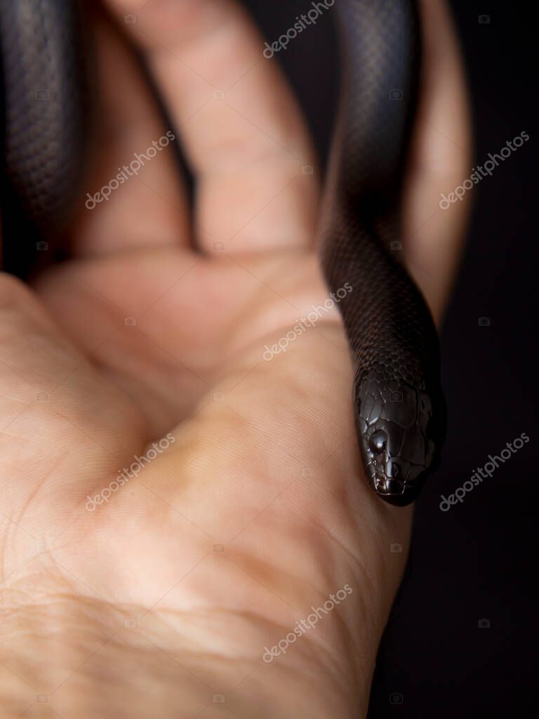 La serpiente real negra mexicana (Lampropeltis getula nigrita) es parte ...
