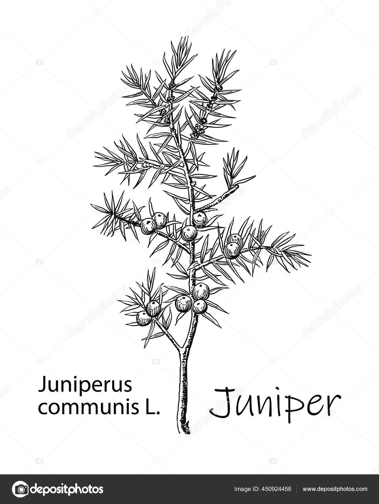 Juniper Branch Berries Hand Drawn Juniper Herbal Illustration Sketch ...