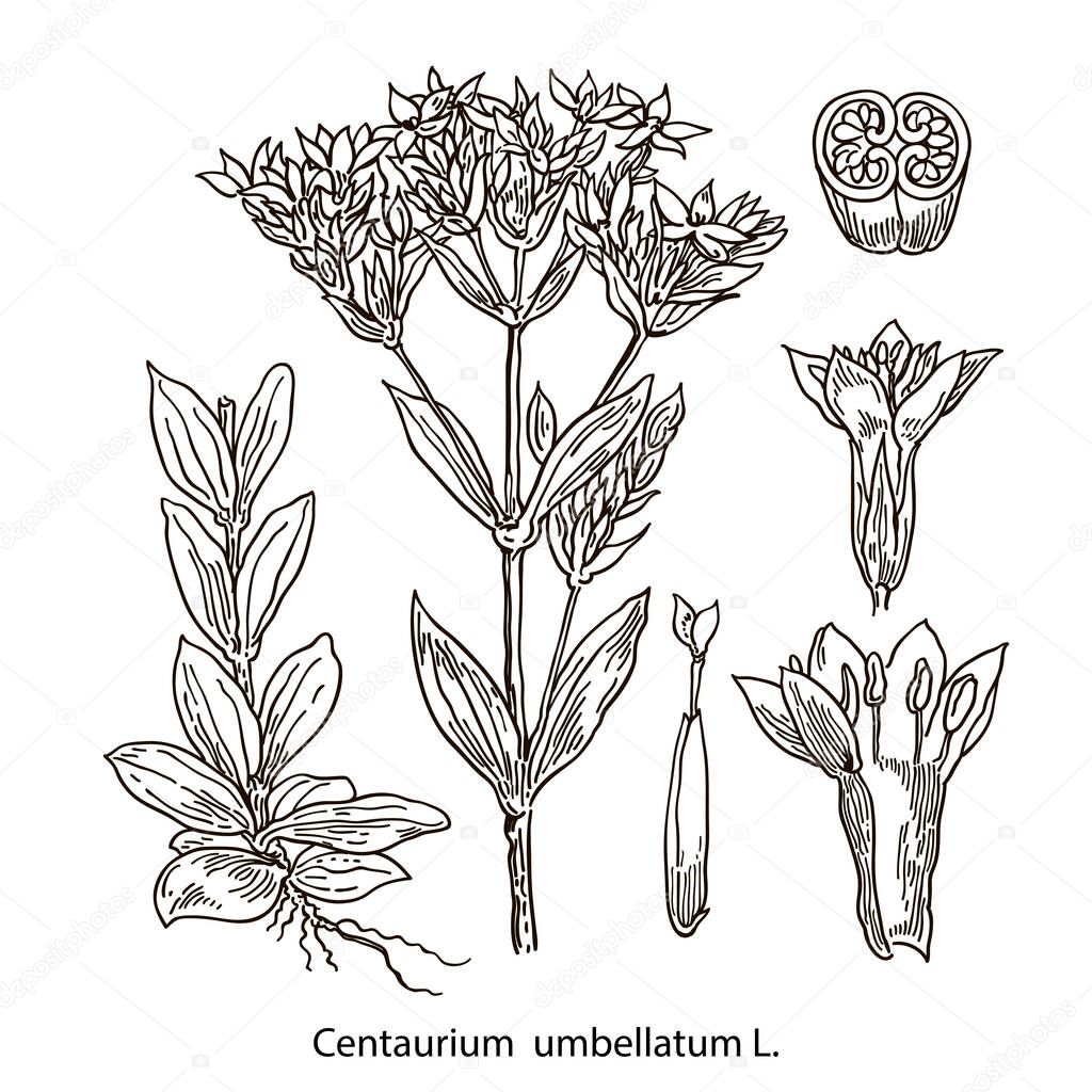 Centaurium umbellatum dibujo vectorial. Bosquejo de hierbas dibujadas a ...