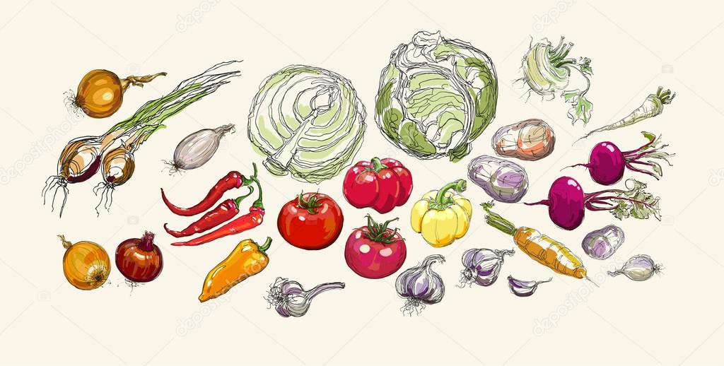 Vecteur réaliste dessin à la main ensemble de légumes Vecteur par ...