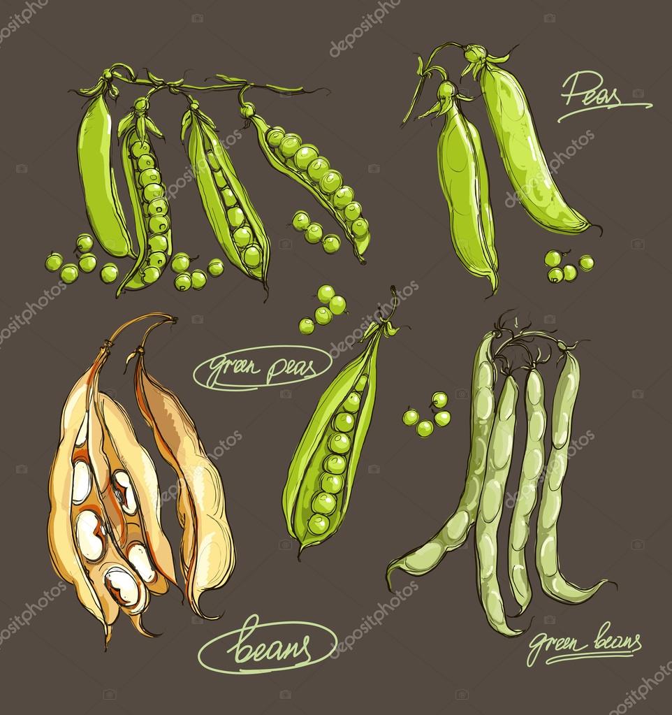 Vector hand drawing legumes on a dark background Stock Vector Image by ...