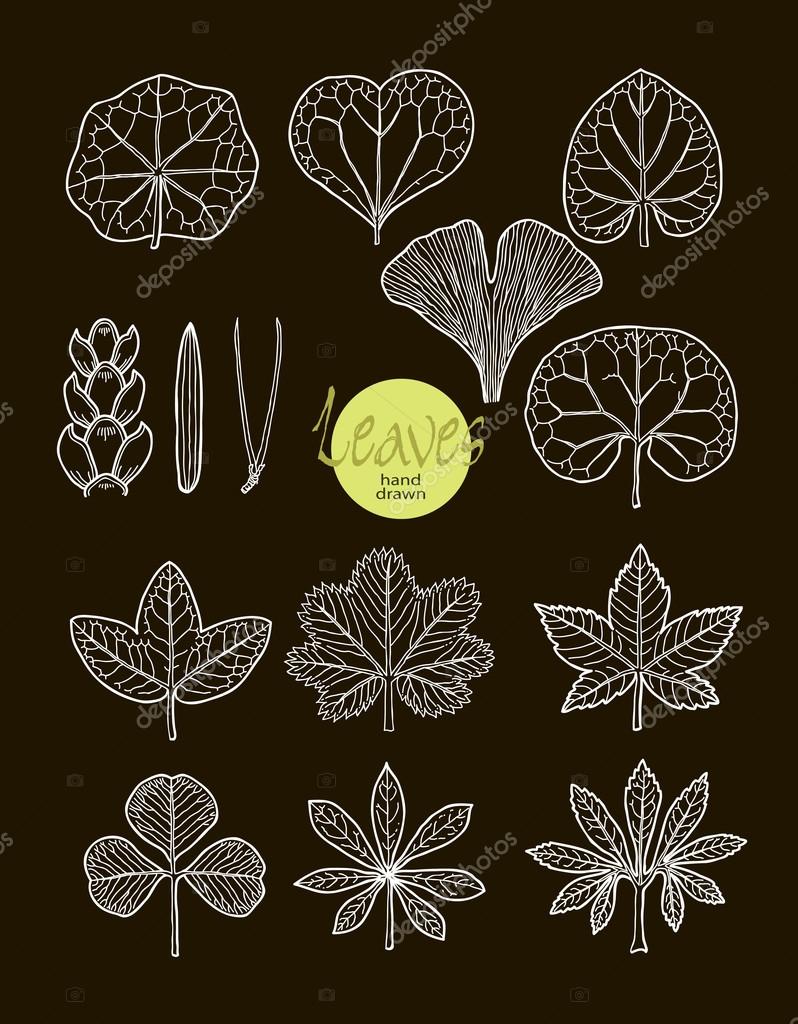 Vector collection of varieties of leaf shape. Stock Vector Image by ...